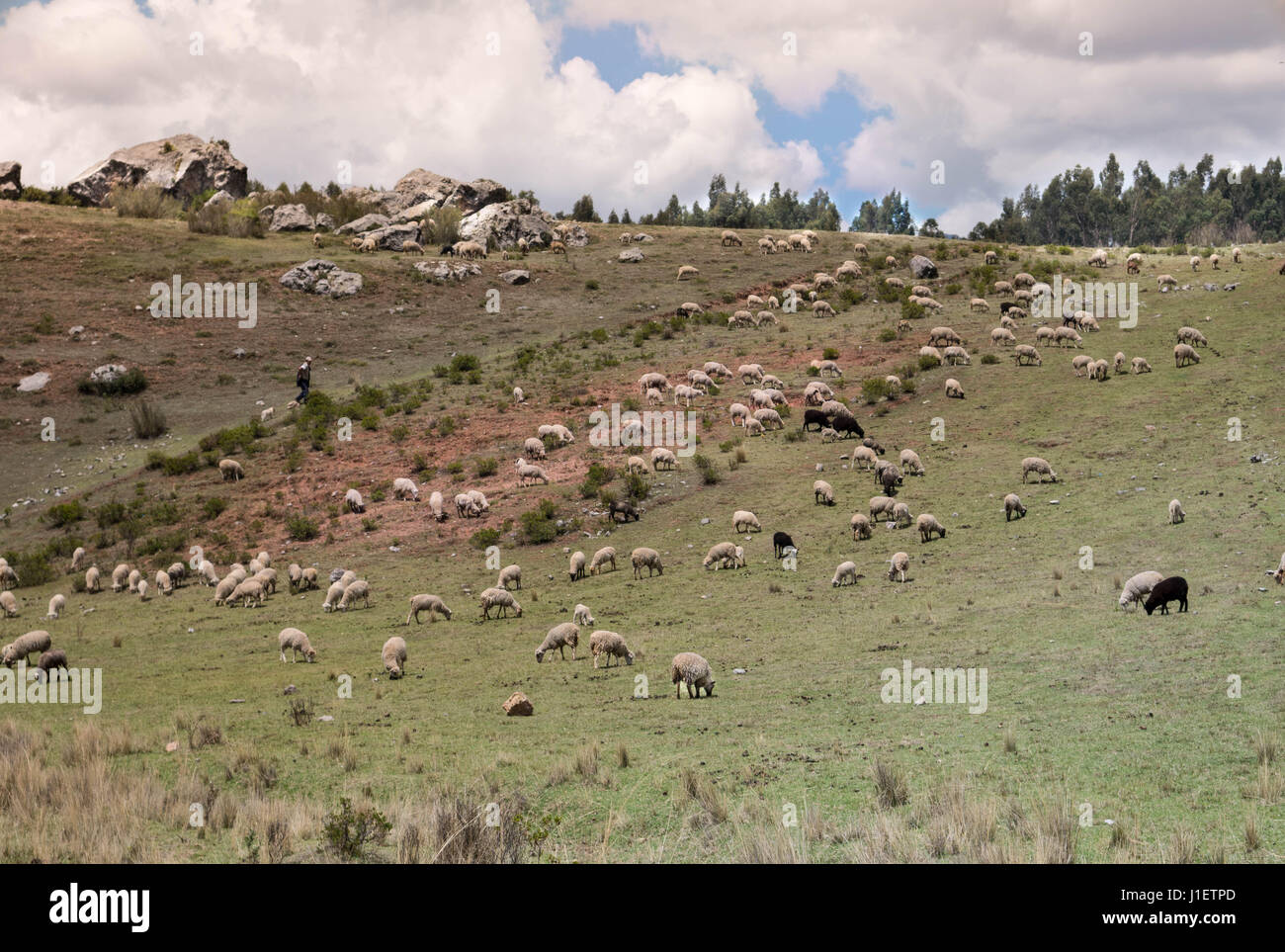 Sheep Herding Peru High Resolution Stock Photography and Images - Alamy