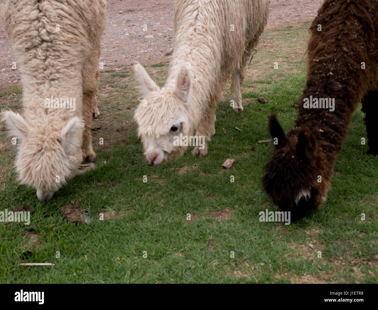 lamas in Andes,Mountains, Peru Stock Photo - Alamy