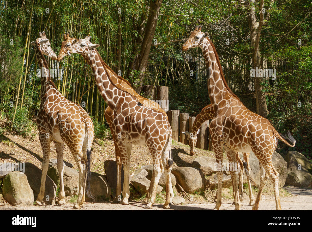 Group of giraffes at the zoo Stock Photo - Alamy