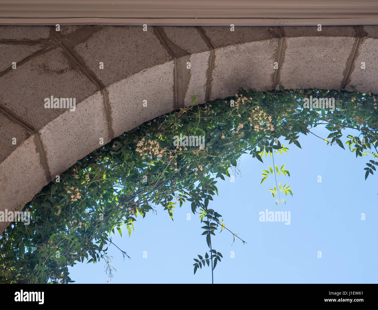 brick building arcade covered in green leafs Stock Photo - Alamy