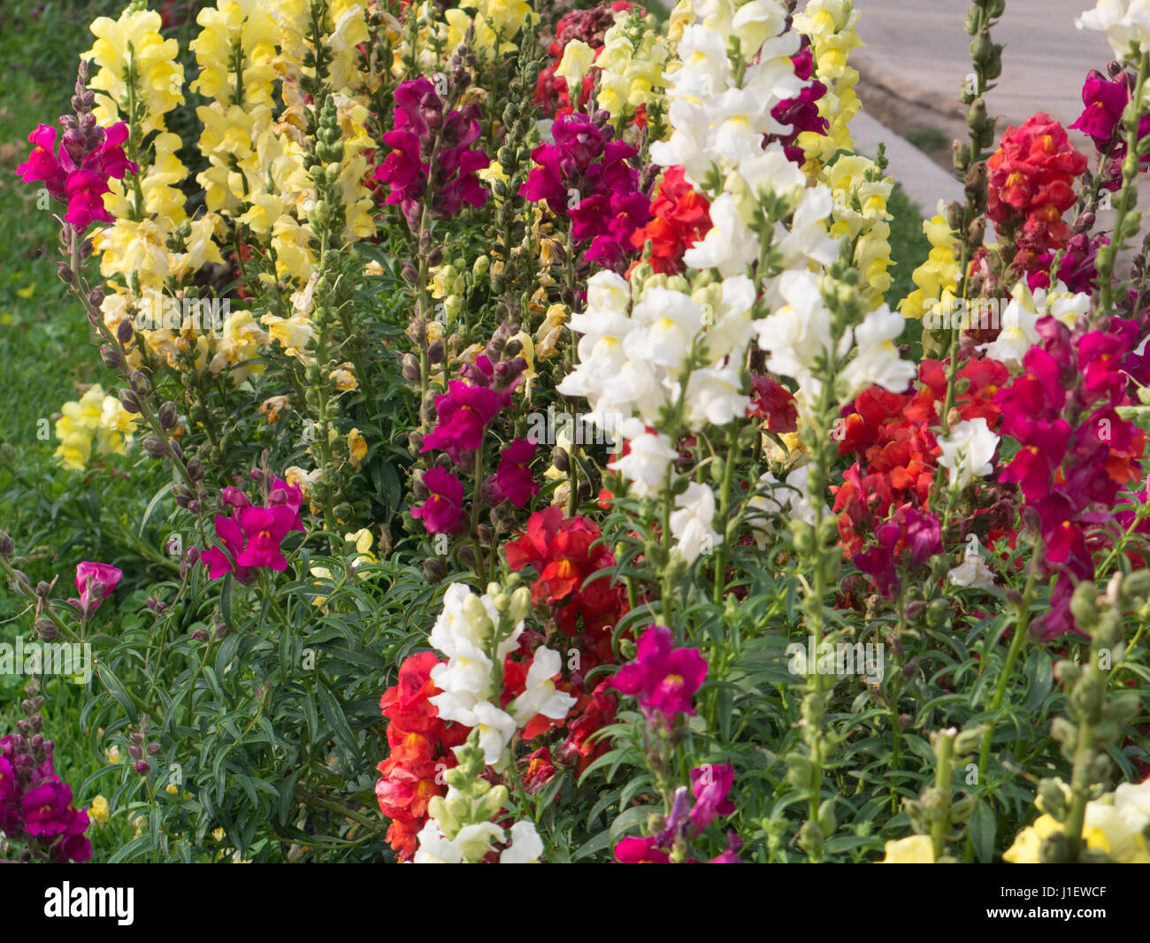 Snap dragon hi-res stock photography and images - Alamy