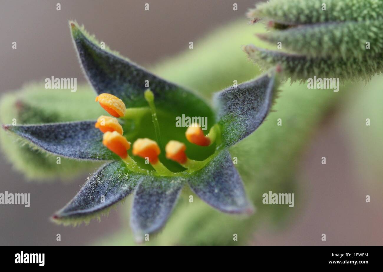 Kangaroo Paw (Anigozanthos) flower Stock Photo - Alamy