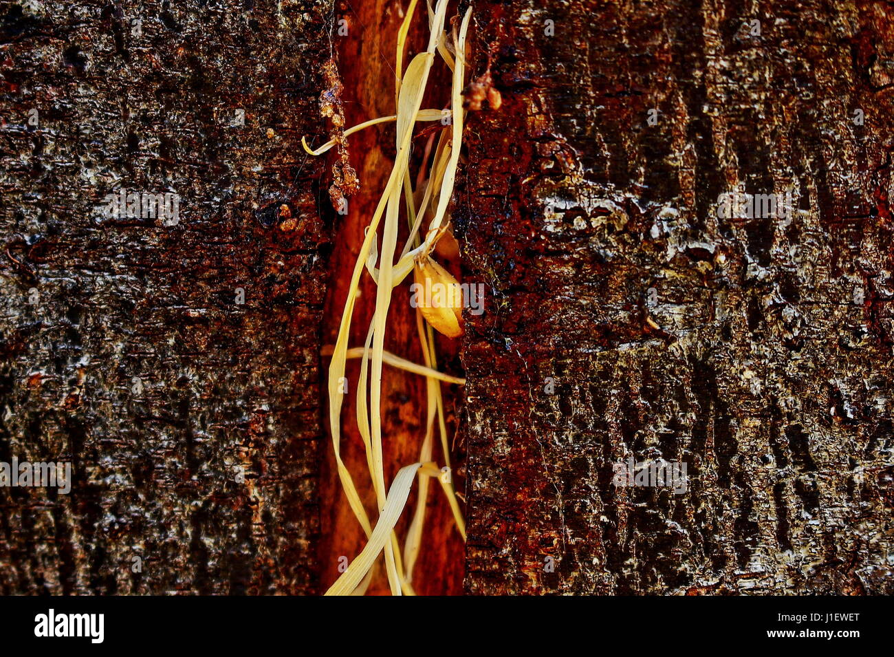 seeds within tree Stock Photo - Alamy