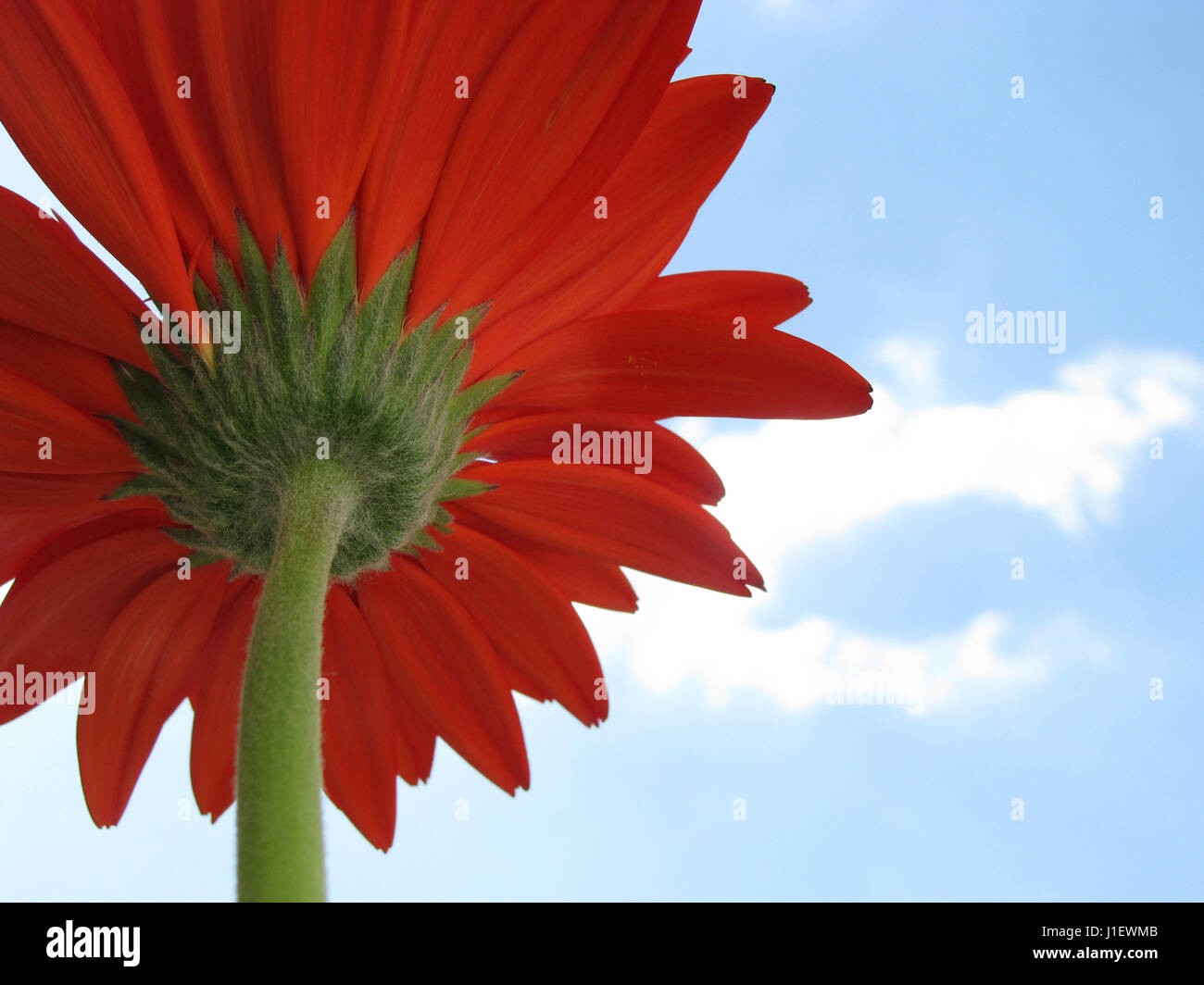 Red Daisy flower Stock Photo - Alamy