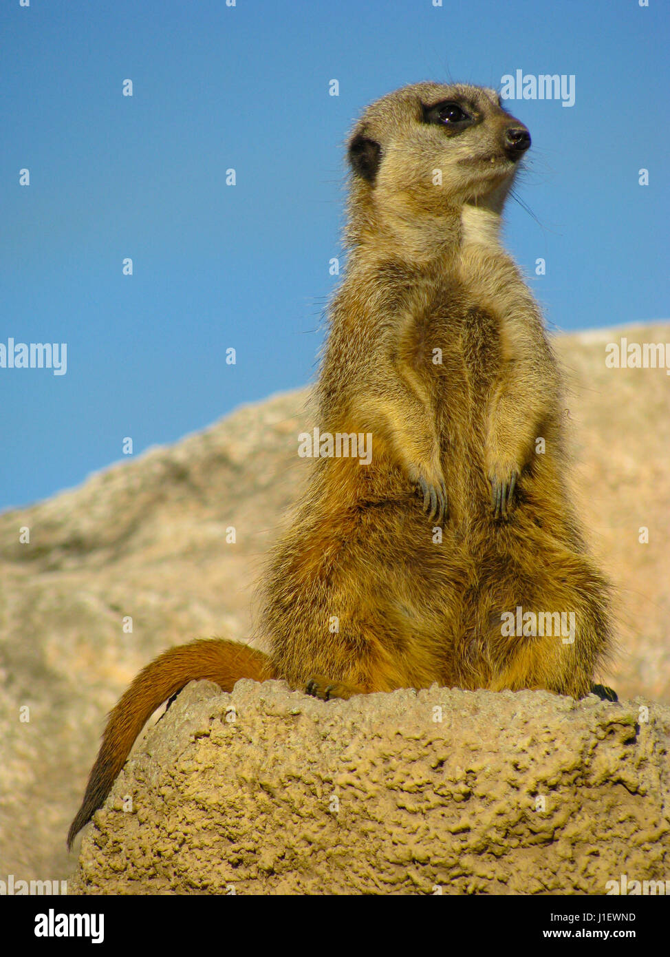 Alarm posture hi-res stock photography and images - Alamy