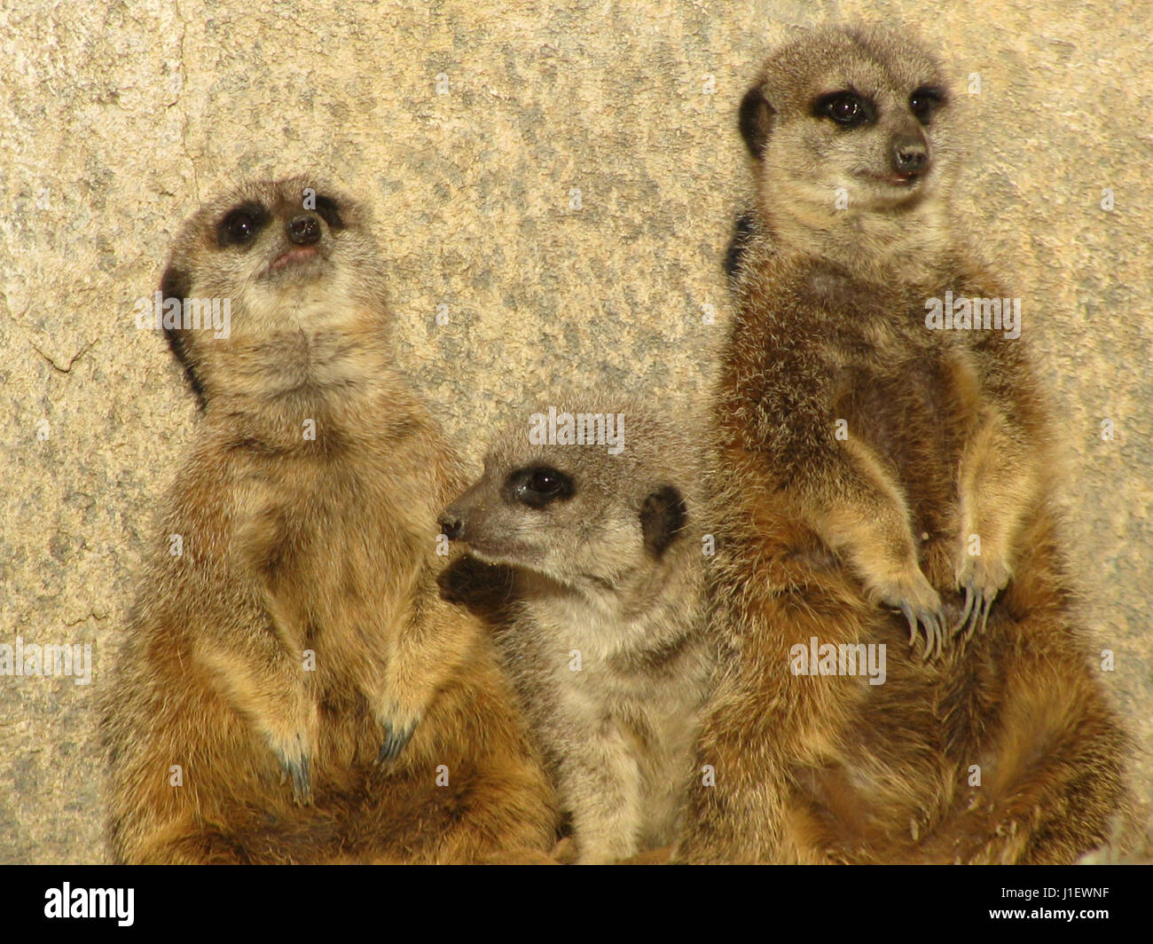 Meerkats looking hi-res stock photography and images - Alamy
