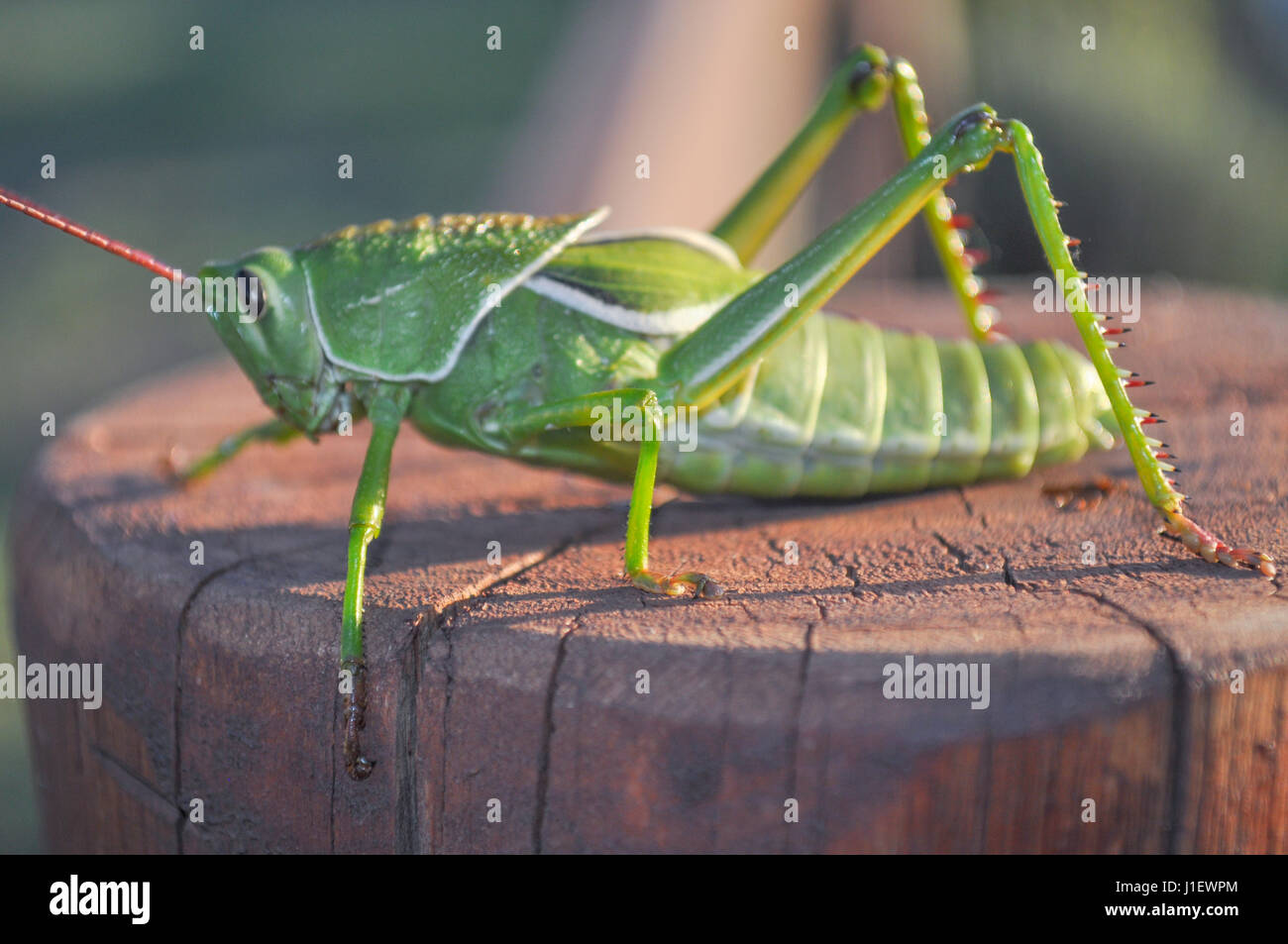 Green grasshopper sitting on hi-res stock photography and images - Alamy