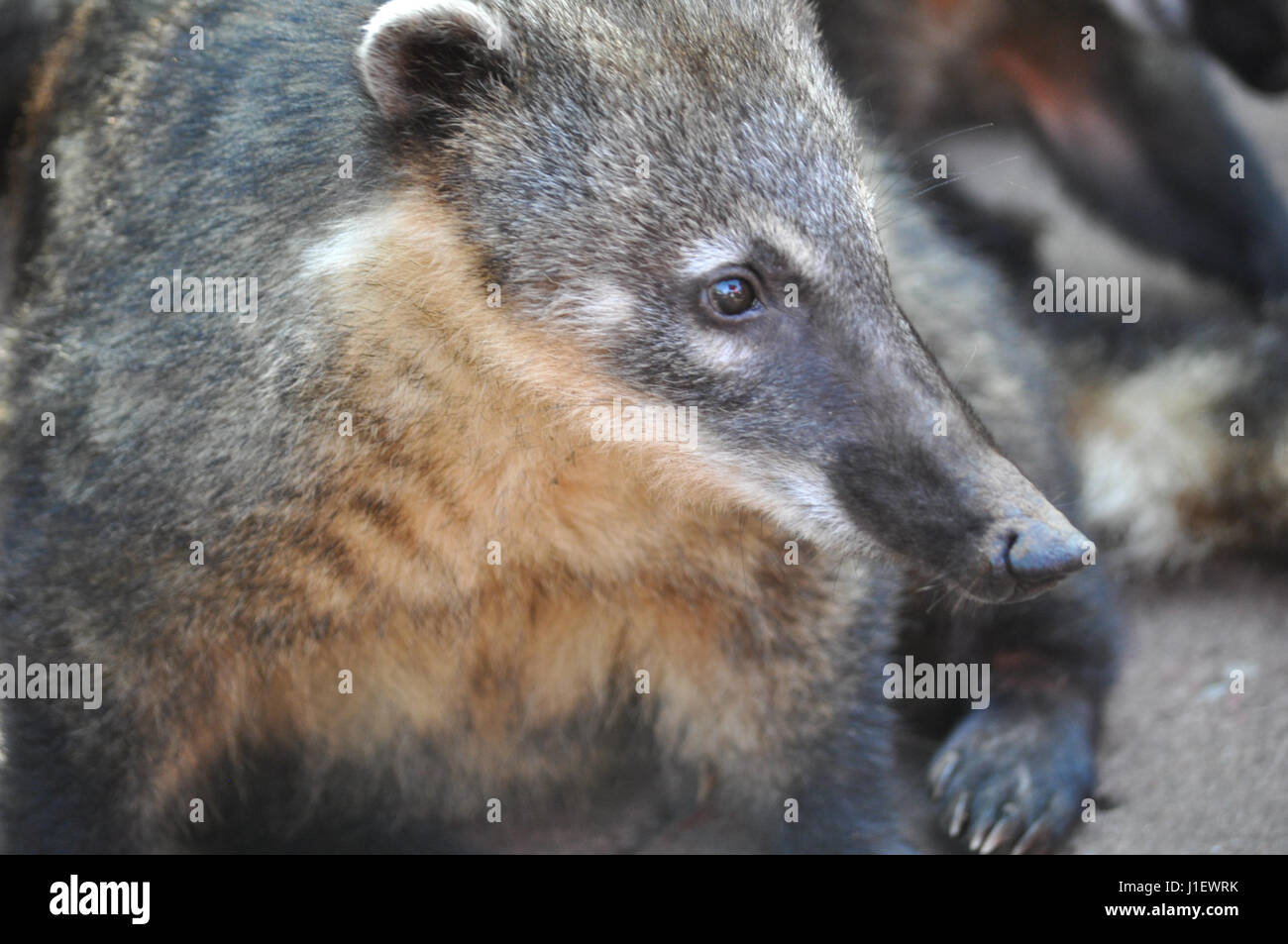 South American coati (Nasua nasua Stock Photo - Alamy
