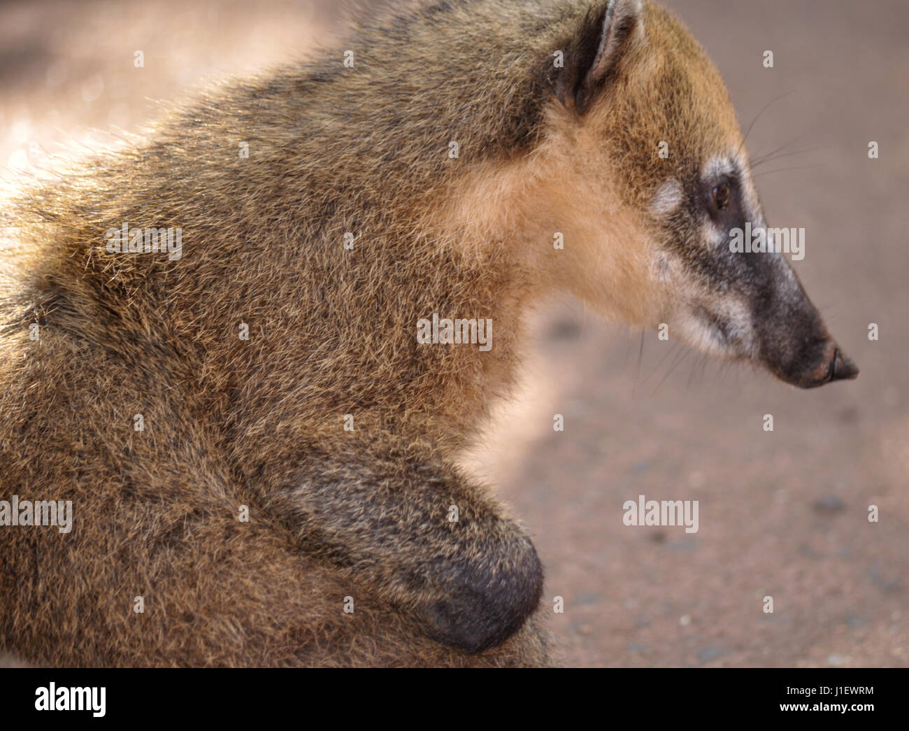 South American coati (Nasua nasua Stock Photo - Alamy
