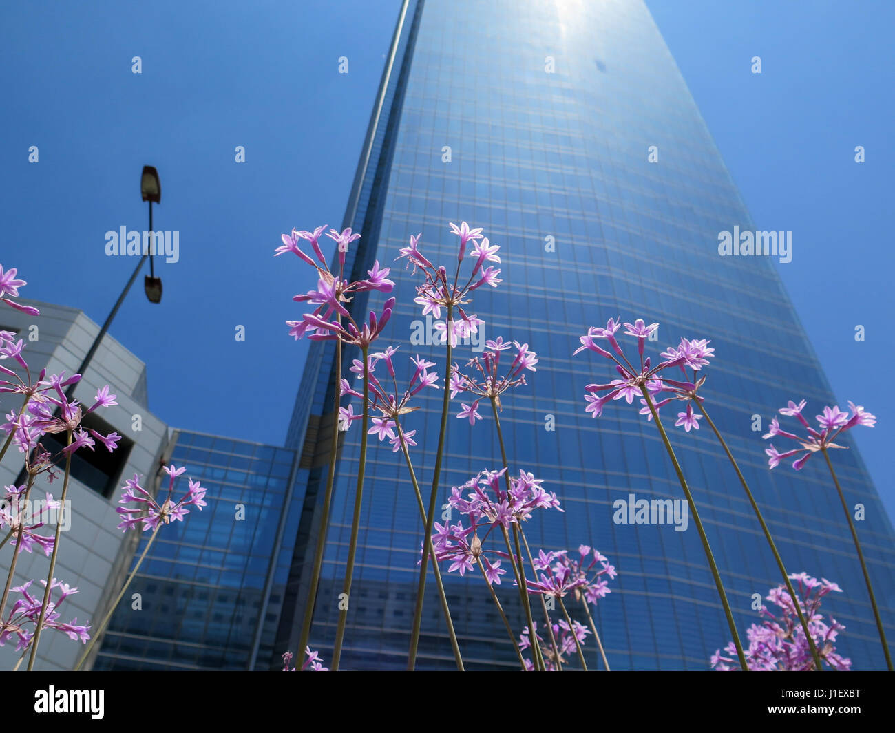 Costanera center building in Santiago de Chile Stock Photo - Alamy