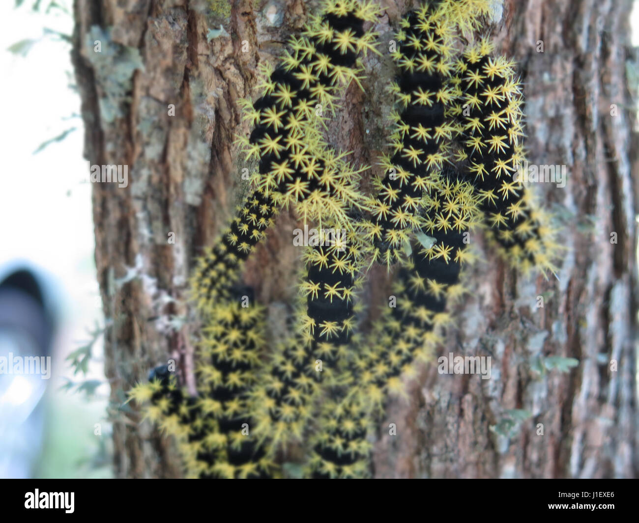 Moth caterpillars - Hylesia nigricans Stock Photo - Alamy