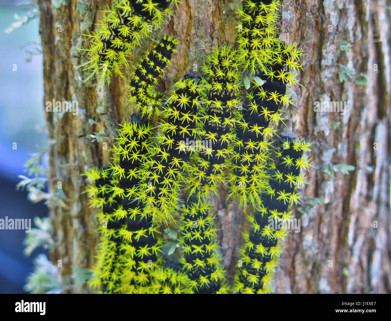 Moth caterpillars - Hylesia nigricans Stock Photo - Alamy