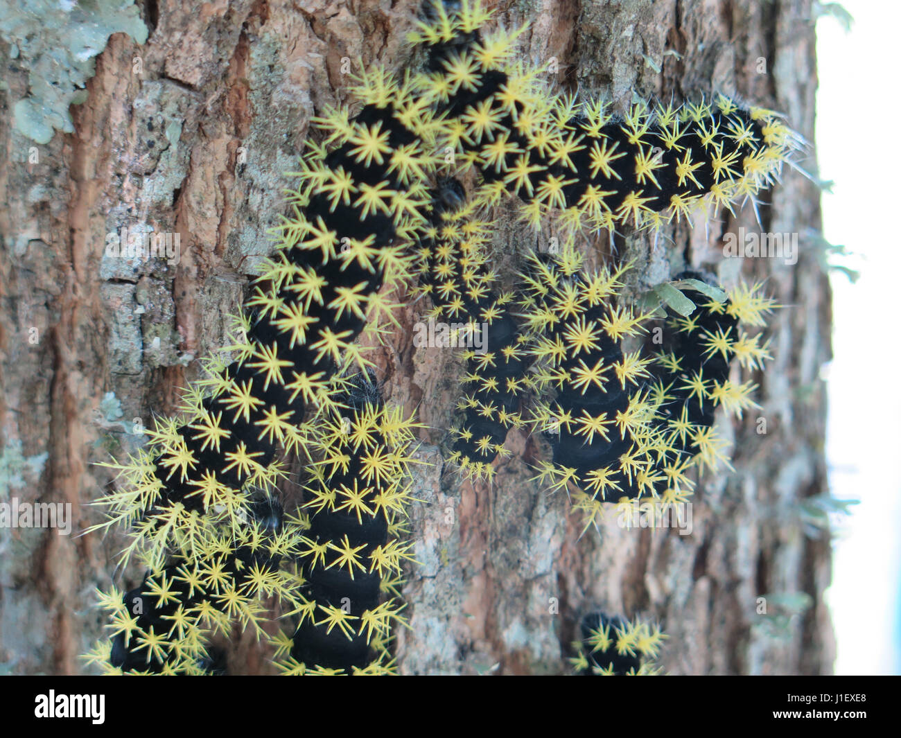 Moth caterpillars - Hylesia nigricans Stock Photo - Alamy