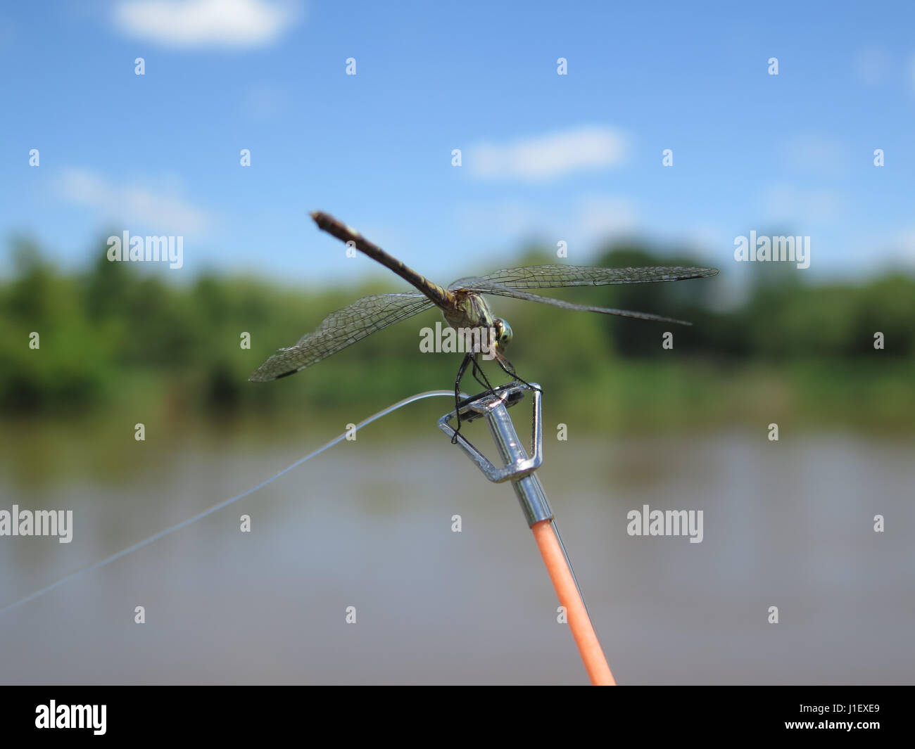 Dragonfly posing over fishing road with river background Stock Photo ...
