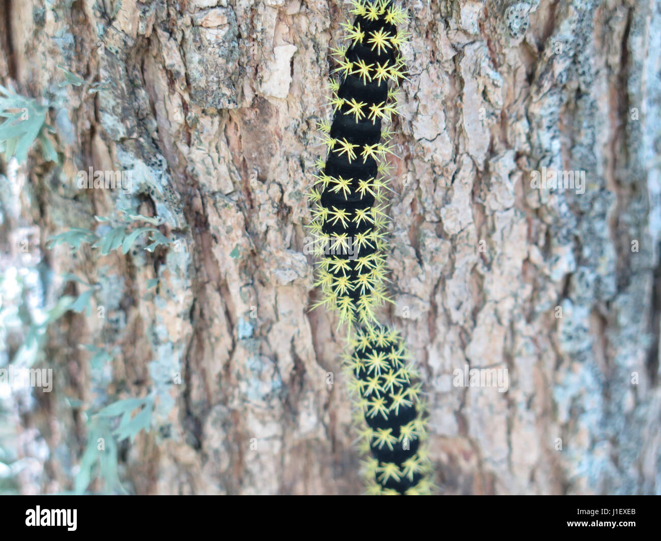 Moth caterpillars - Hylesia nigricans Stock Photo - Alamy