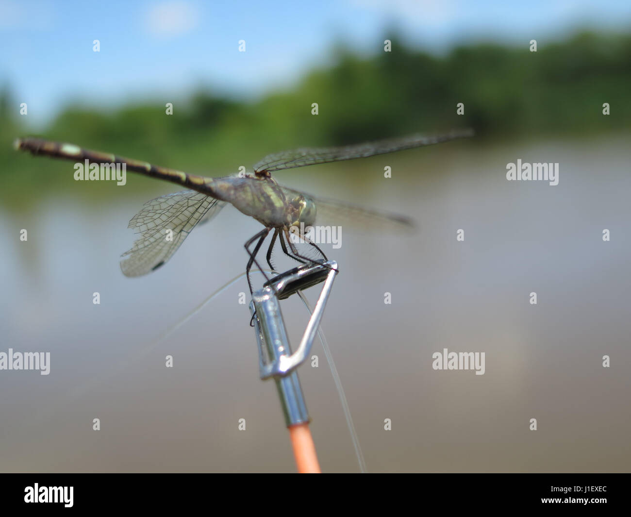 Dragonfly posing over fishing road with river background Stock Photo ...