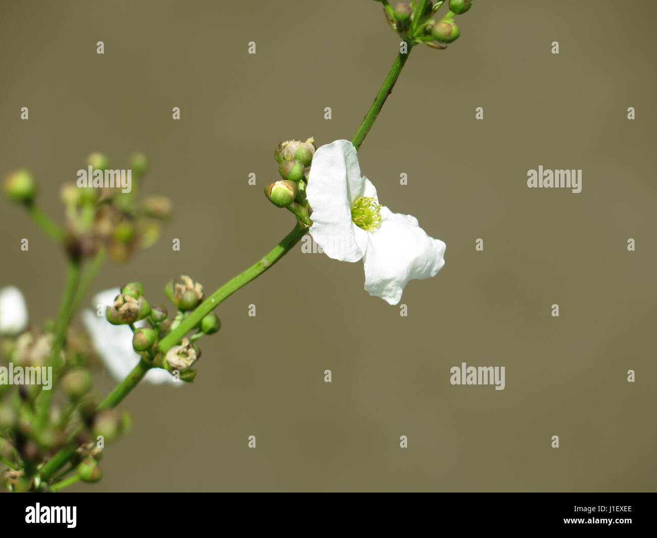 Watercolor hyacinth hi-res stock photography and images - Alamy