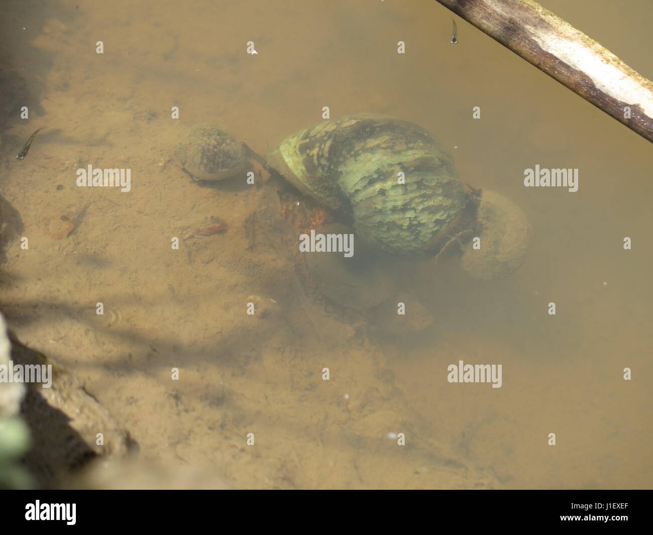 Pomacea patula catemacensis hi-res stock photography and images - Alamy
