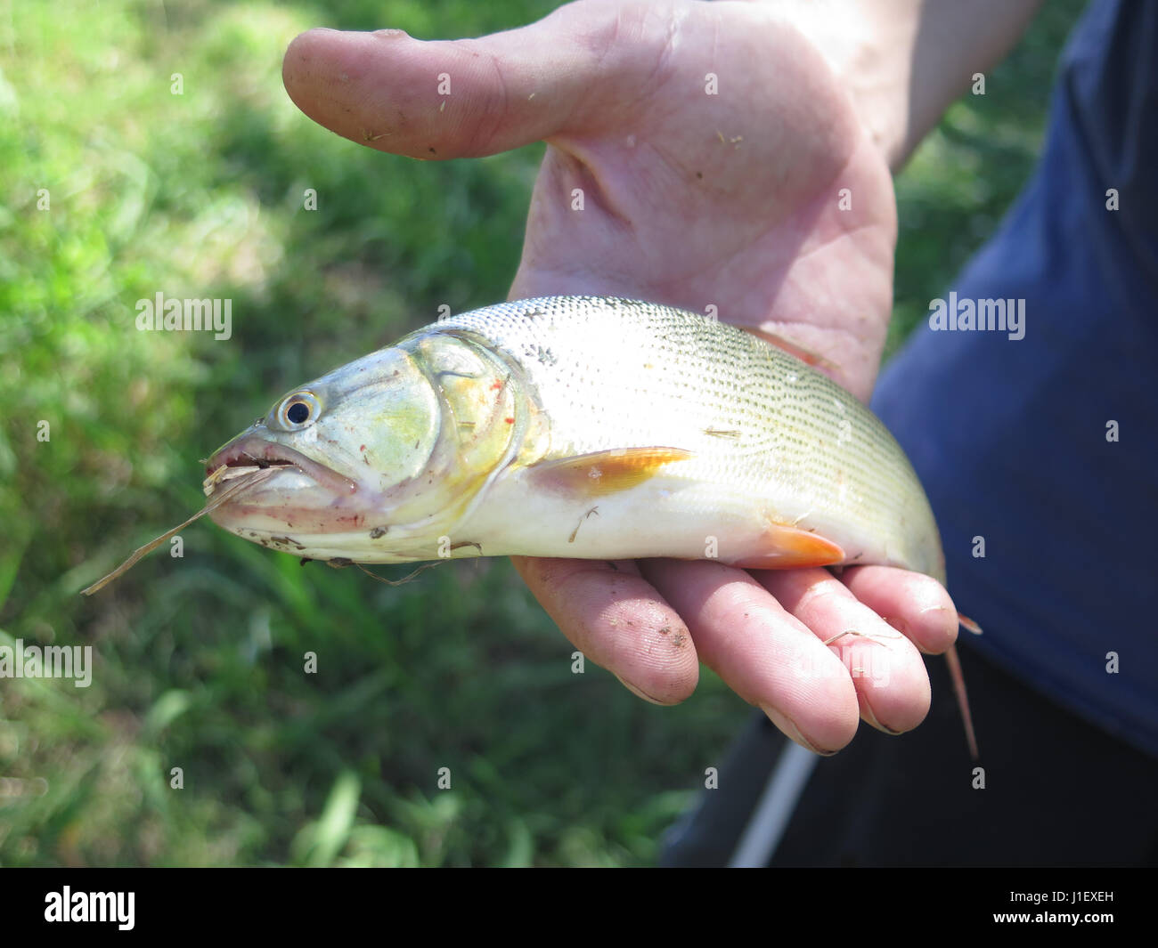 Salminus brasiliensis hi-res stock photography and images - Alamy