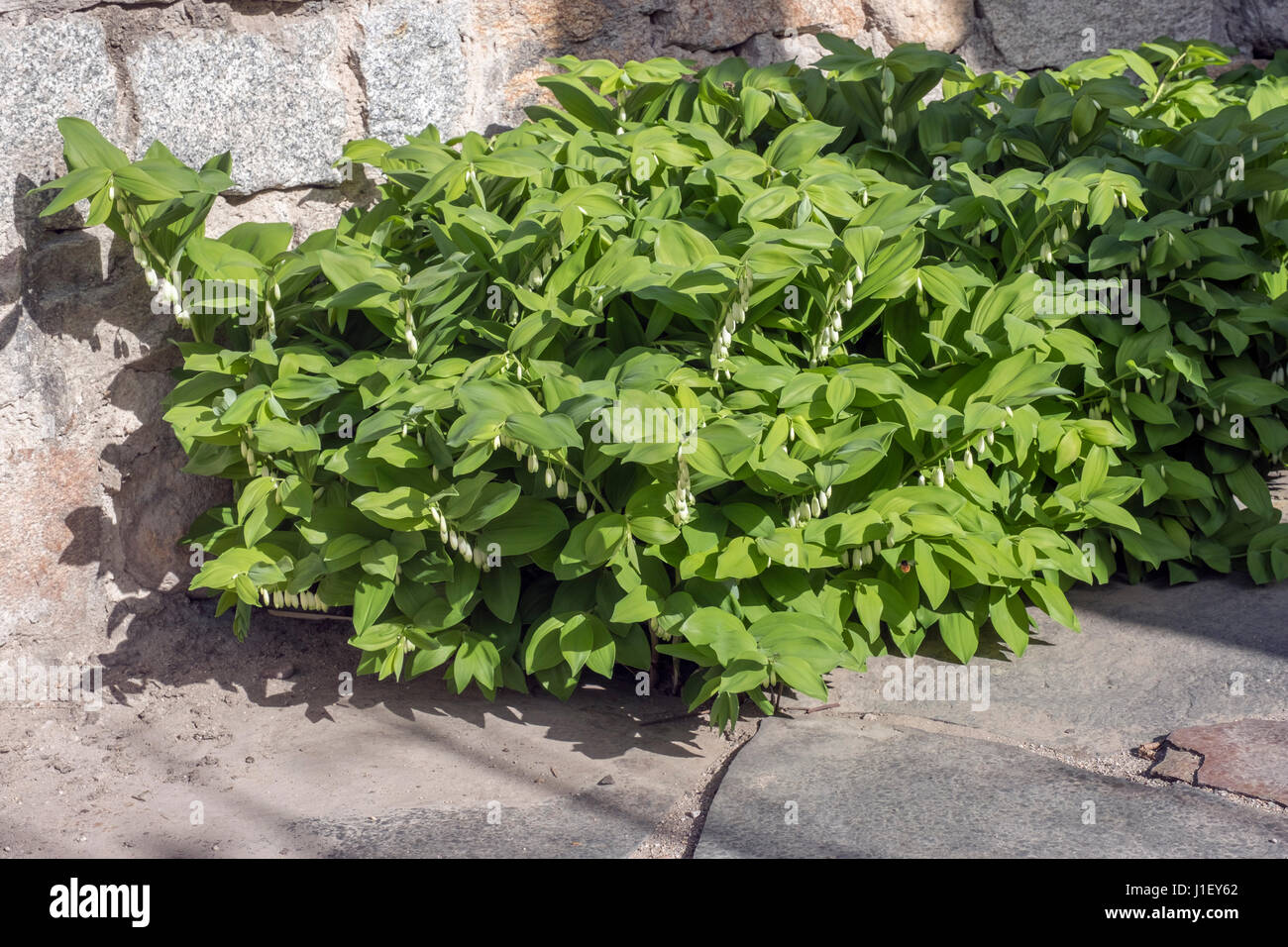 Yuzhu Plants. Beijing, China Stock Photo - Alamy