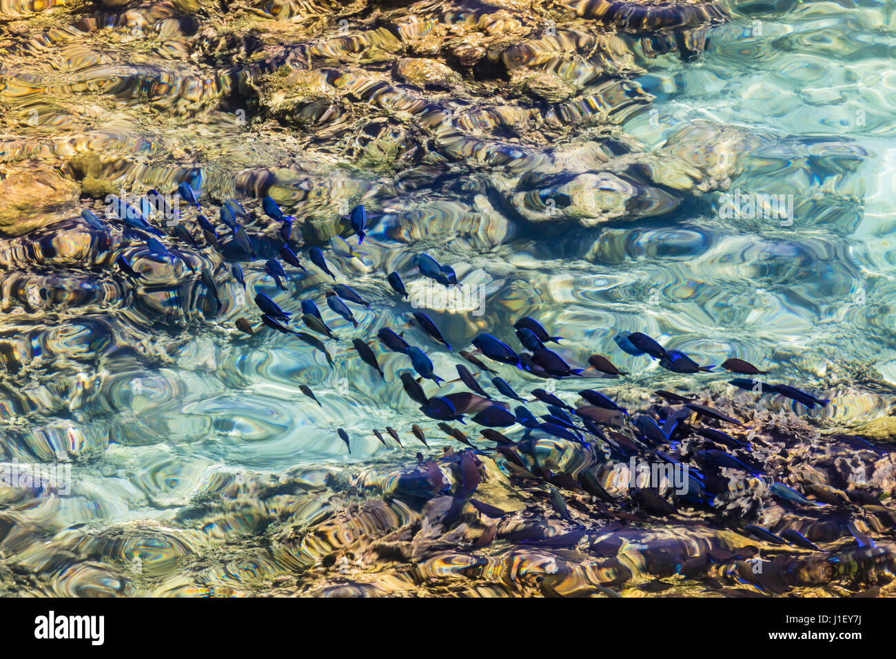 School of Blue Tang Crossing Roatan Reef Stock Photo - Alamy