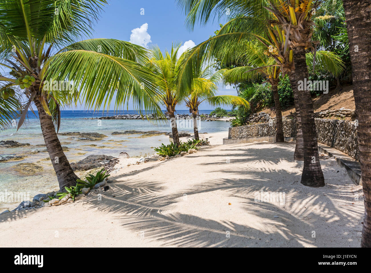 Coconut palm trees and beach chairs line the beautiful sandy beach at ...