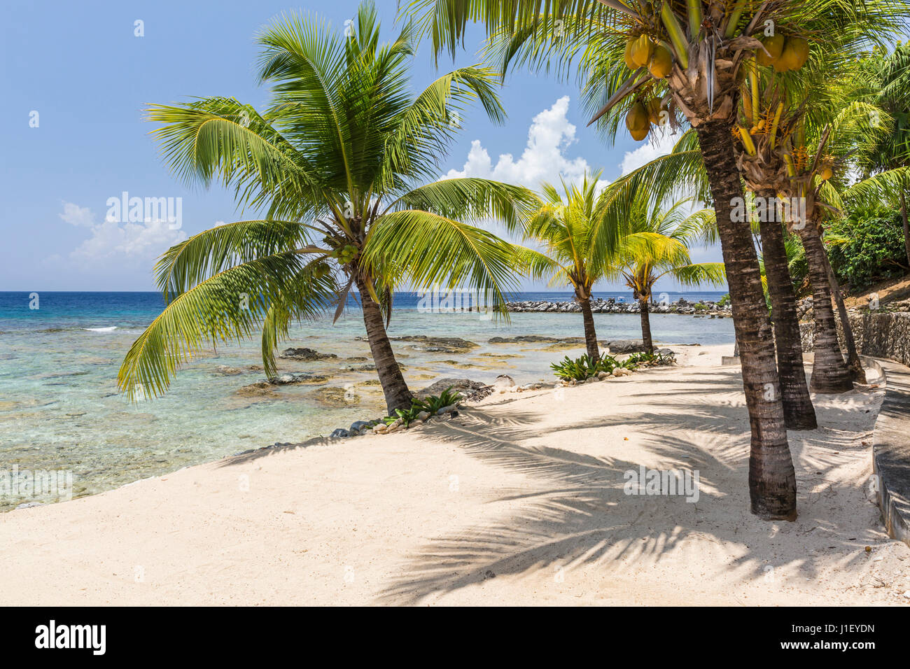 Coconut palm trees line the beautiful sandy beach and coral reef at ...