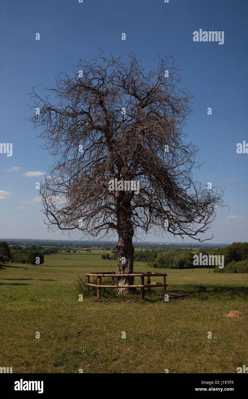 An old, dead tree in a field - its leafless branches twisted and ...