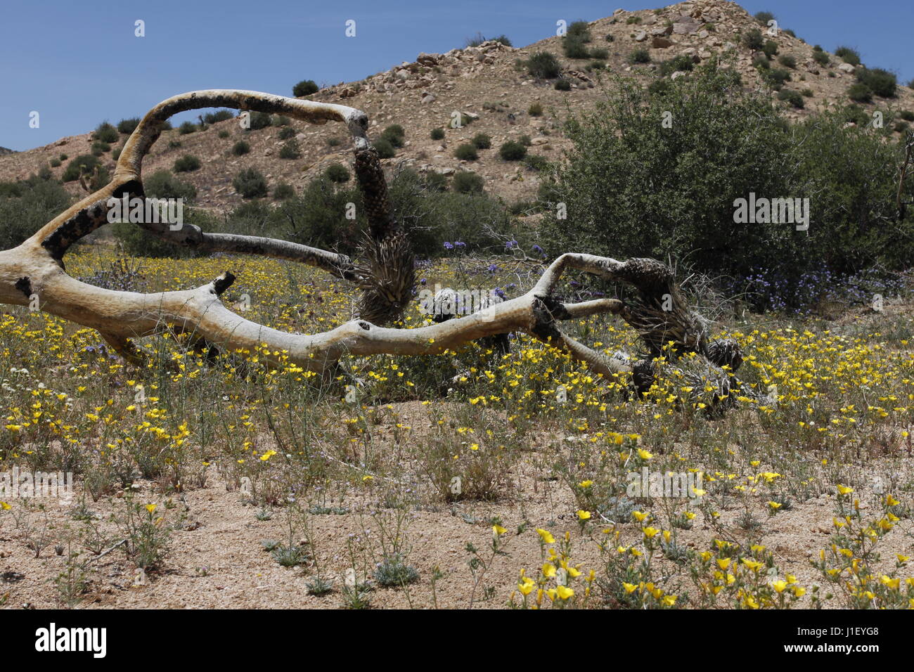 Down Joshua Tree with Yellow Flowers Stock Photo - Alamy