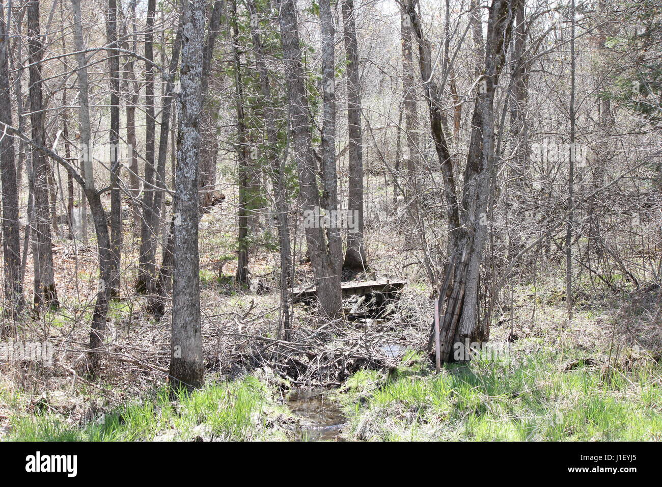 Little wooden walk bridge spanning a deep crevice full of rocks, water ...