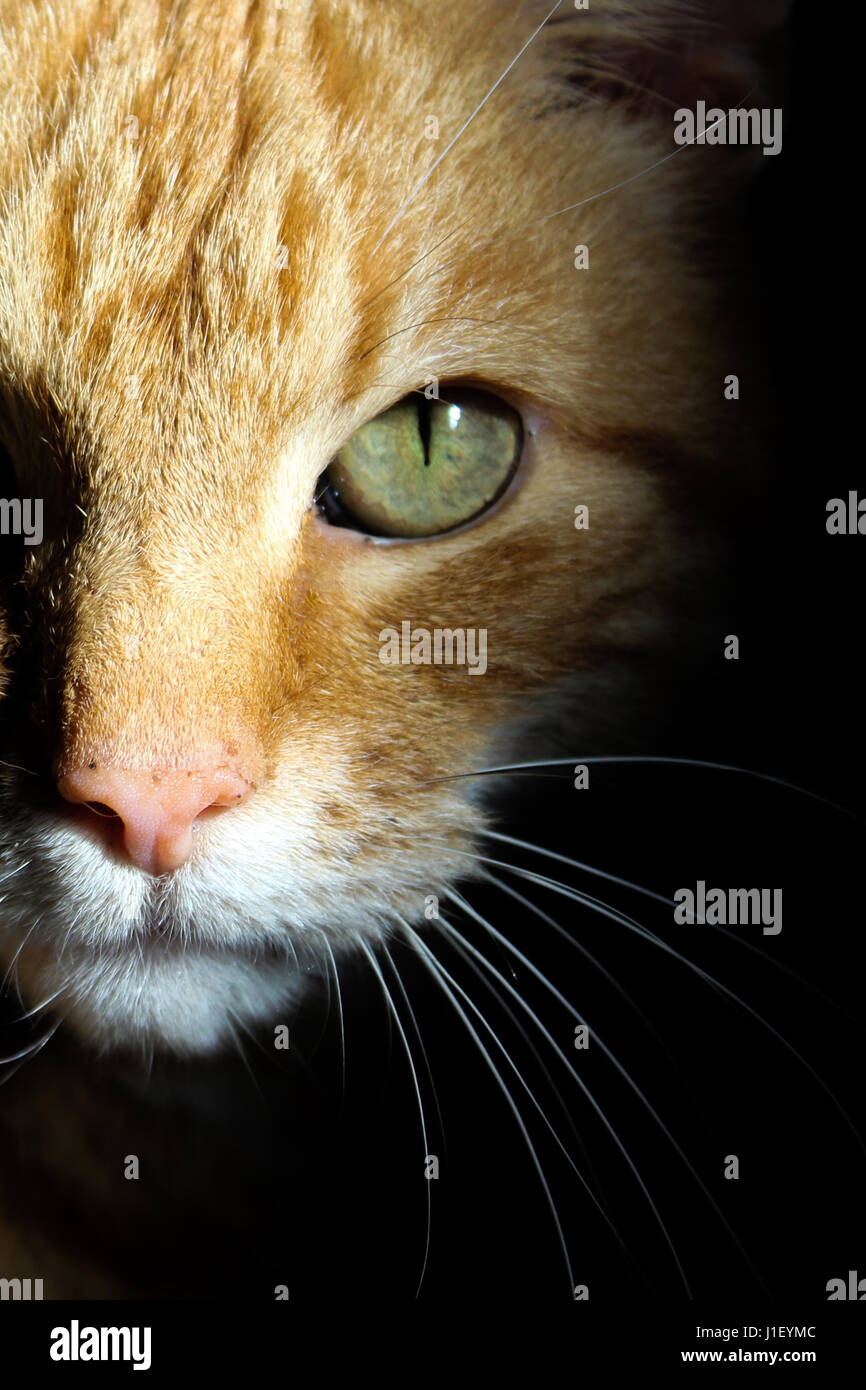 Powerful ginger tom cat with big green eyes comes out of the shadows ...