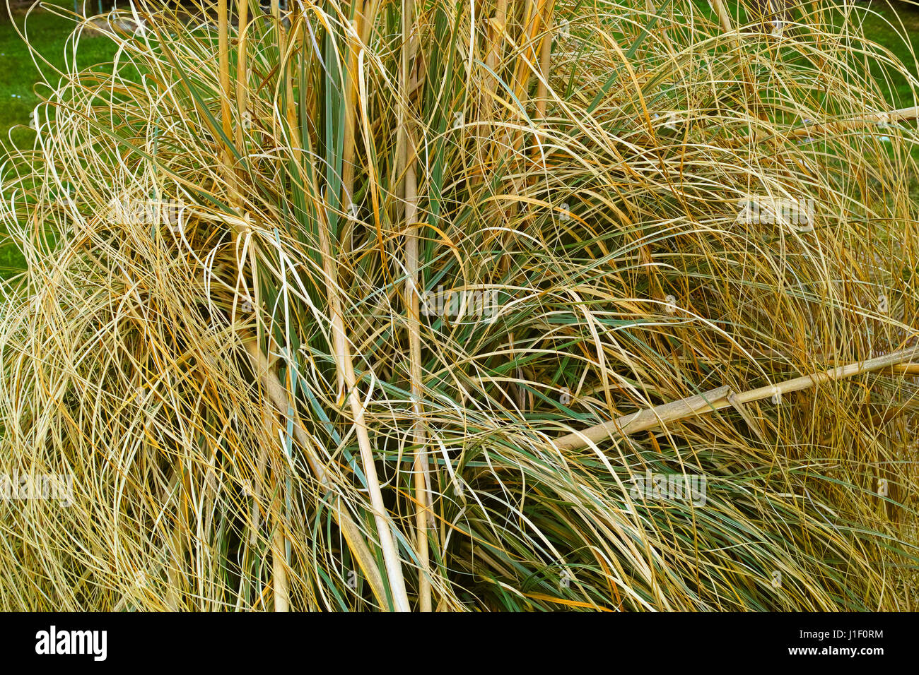 Plant of dry grassland hi-res stock photography and images - Alamy