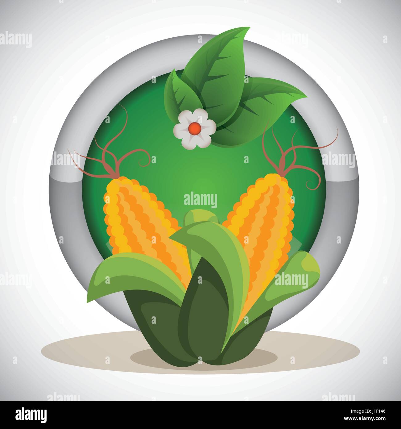 corn cob grain fresh label Stock Vector Image & Art - Alamy