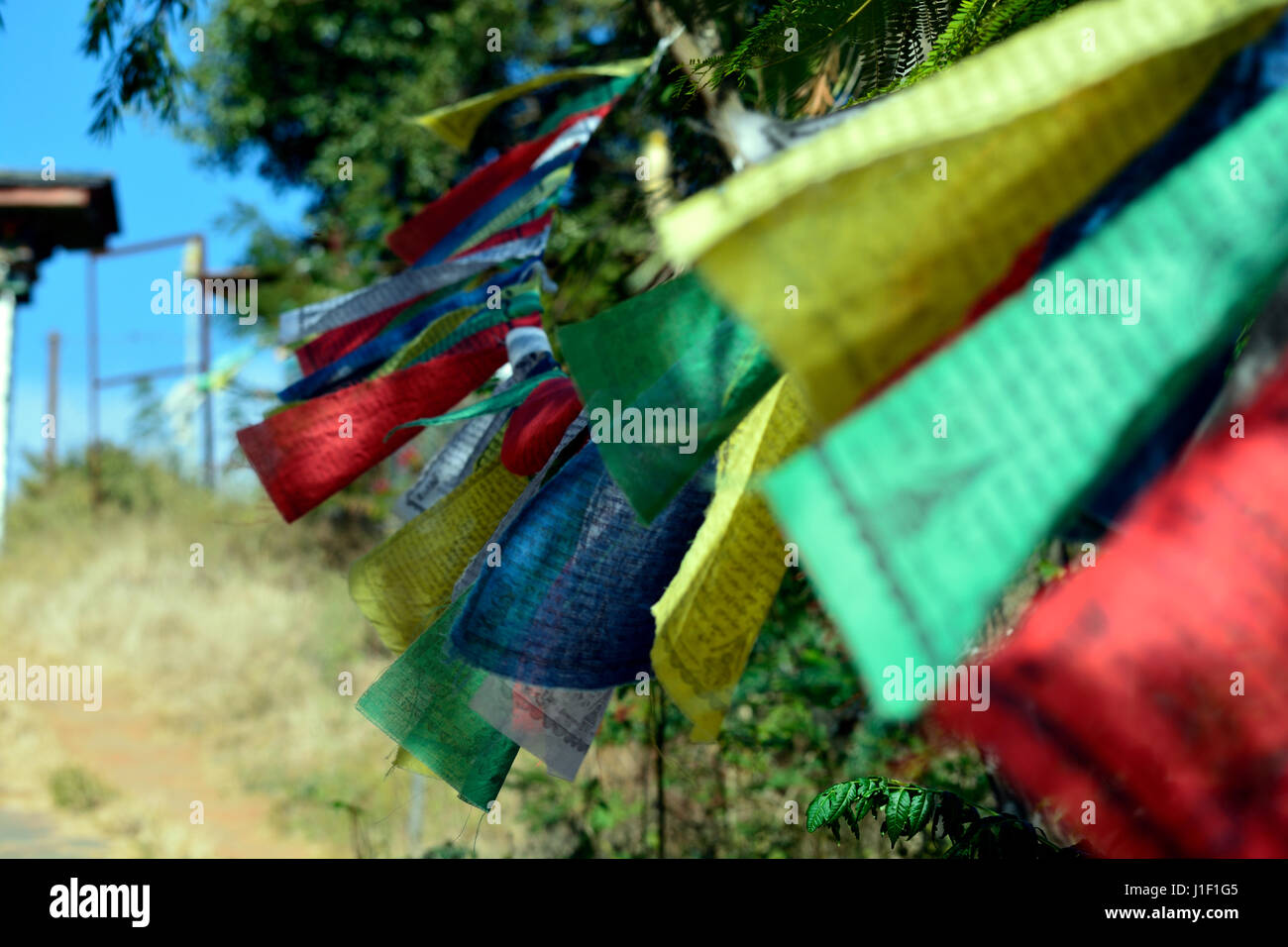 Colorful Buddhist flags with mantras, hanging on a row of trees along ...