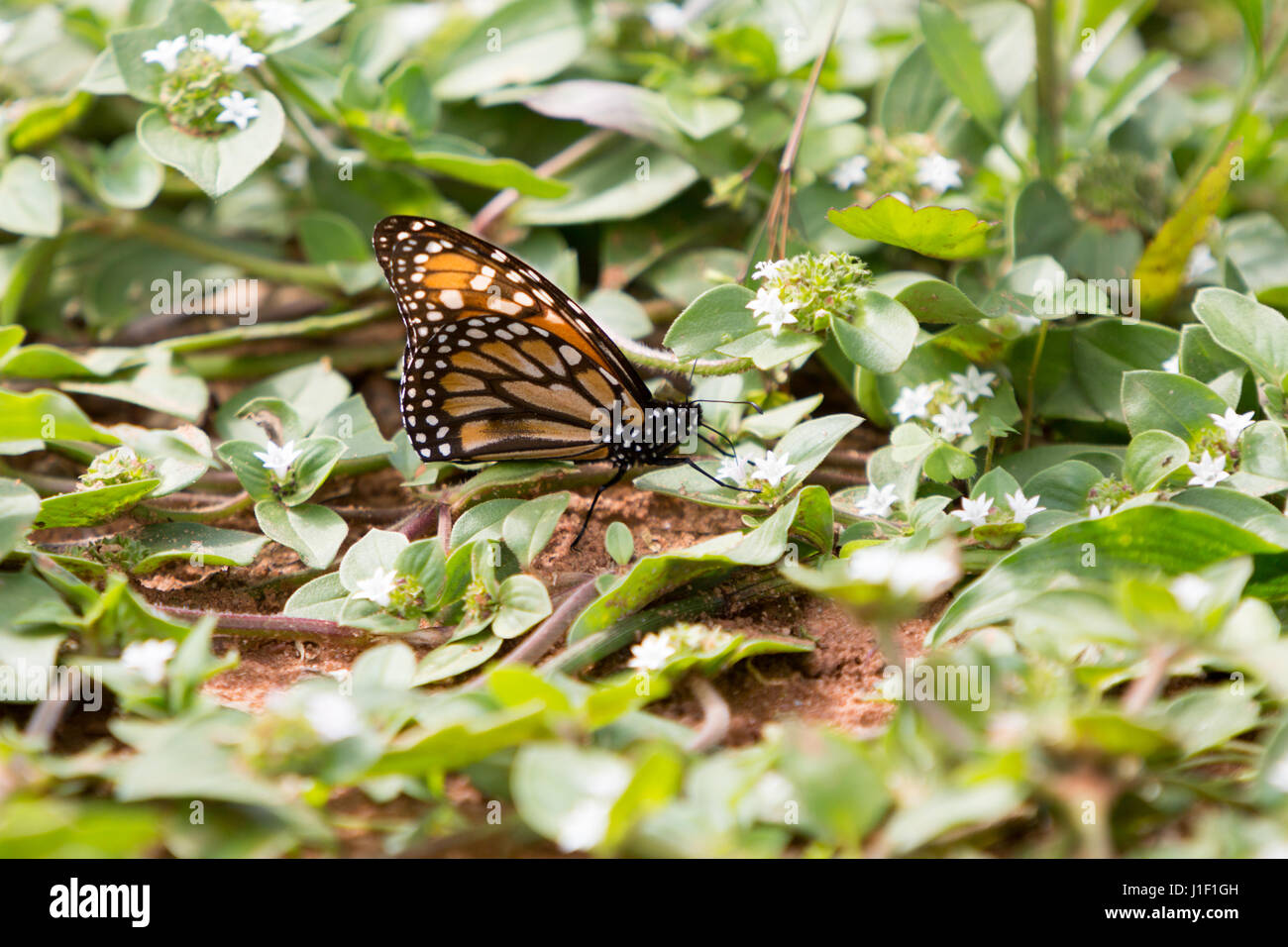 Southern monarch (Danaus erippus) butterfly feeding on a tropical ...