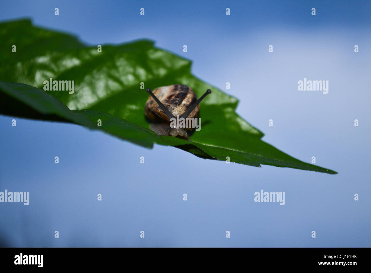 Snail eating a leaf Stock Photo - Alamy