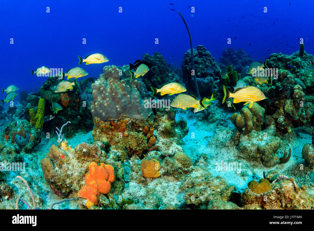 Bluestripe Grunt and tropical fish on a coral reef Stock Photo - Alamy