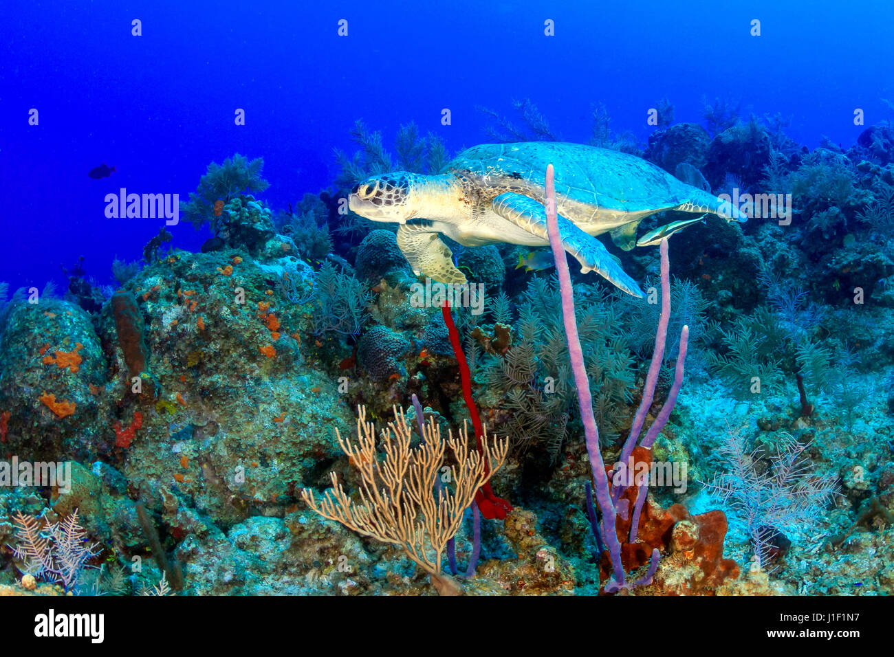 A sea turtle on a tropical coral reef Stock Photo - Alamy