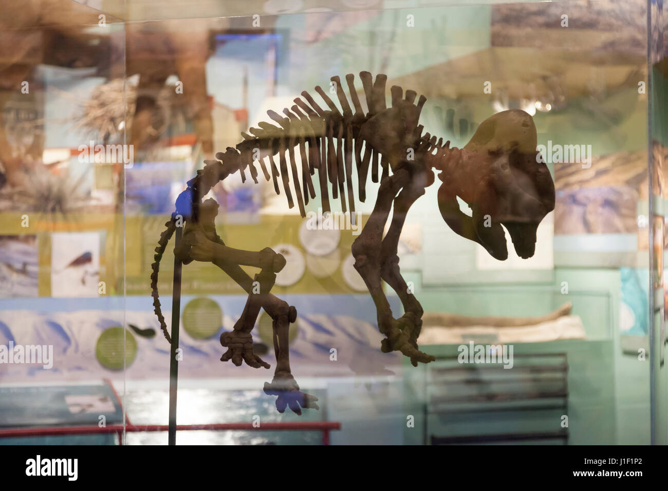 Richland, Washington: Baby wooly mammoth skeleton on display at the ...
