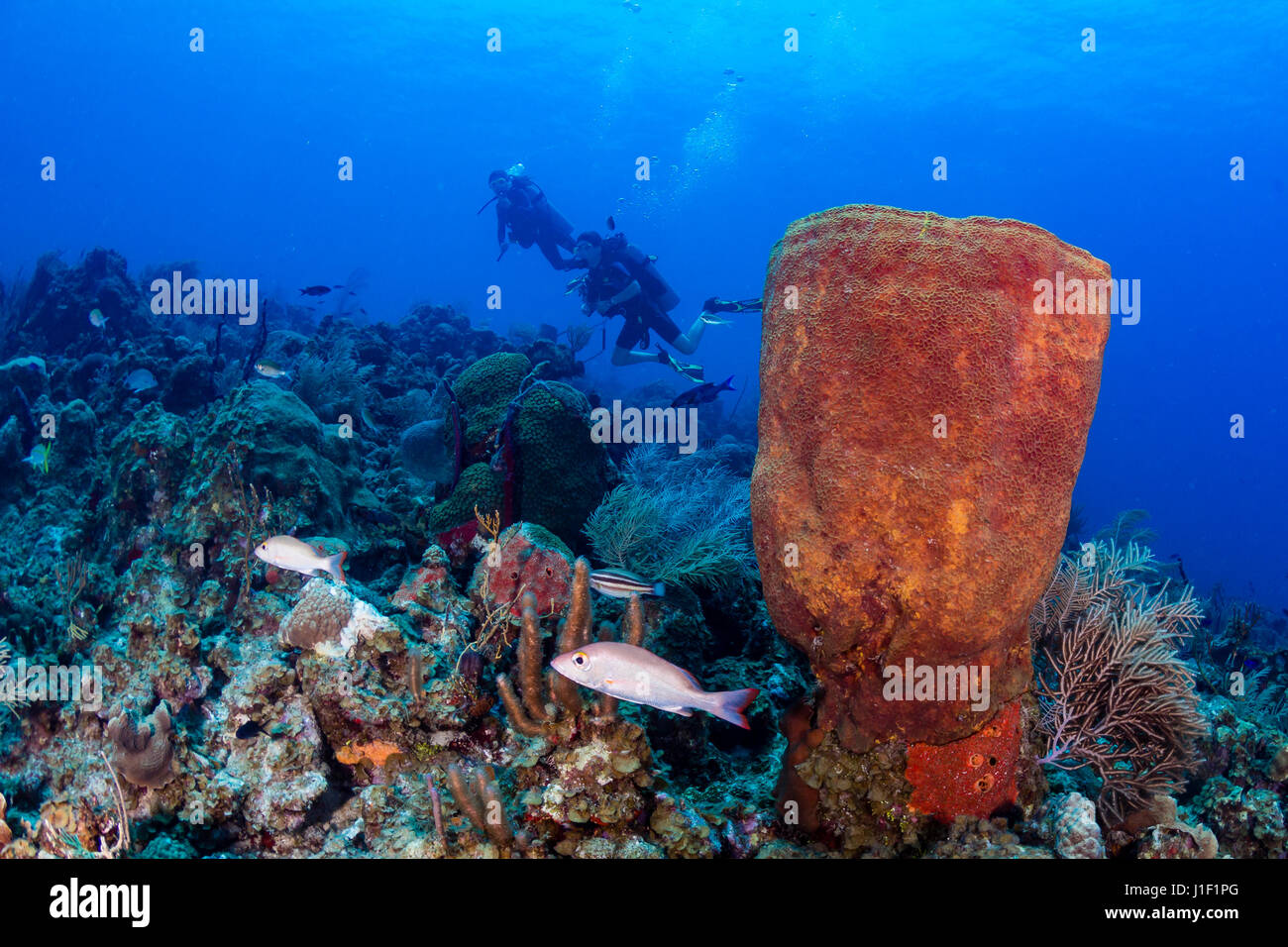 SCUBA divers and a large underwater sponge Stock Photo - Alamy