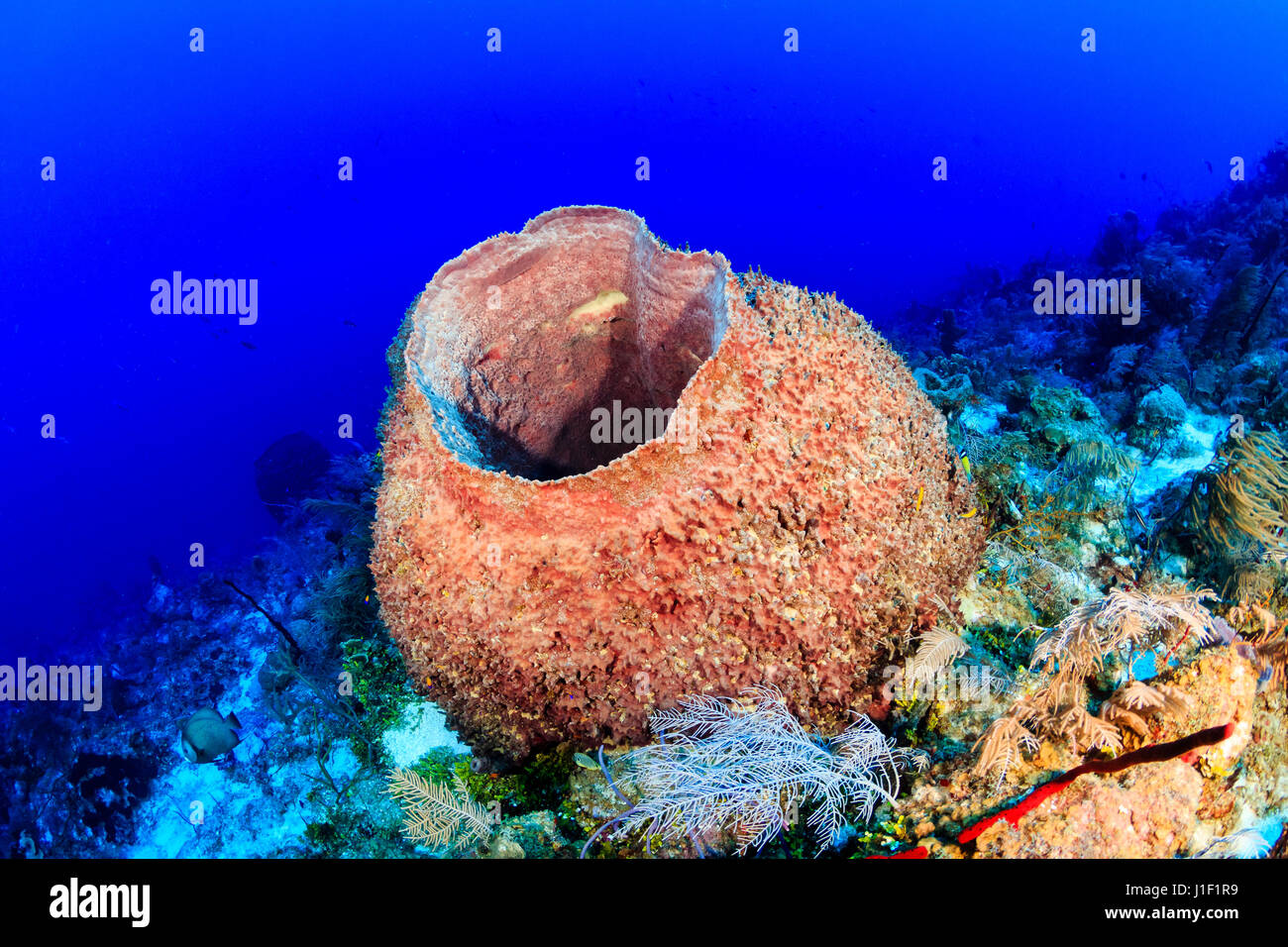 A large sponge on a tropical Caribbean reef Stock Photo - Alamy