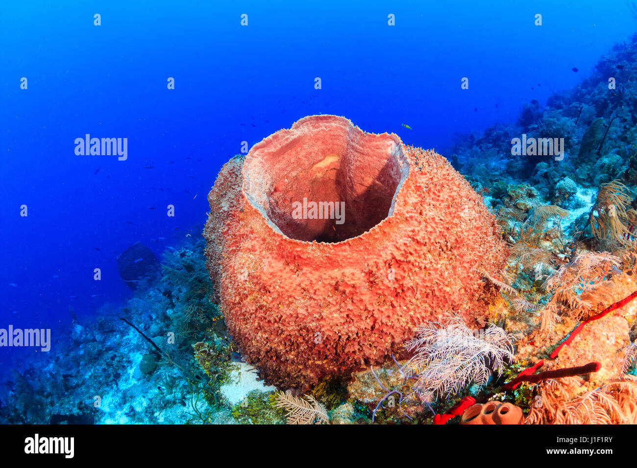 A large sponge on a tropical Caribbean reef Stock Photo - Alamy