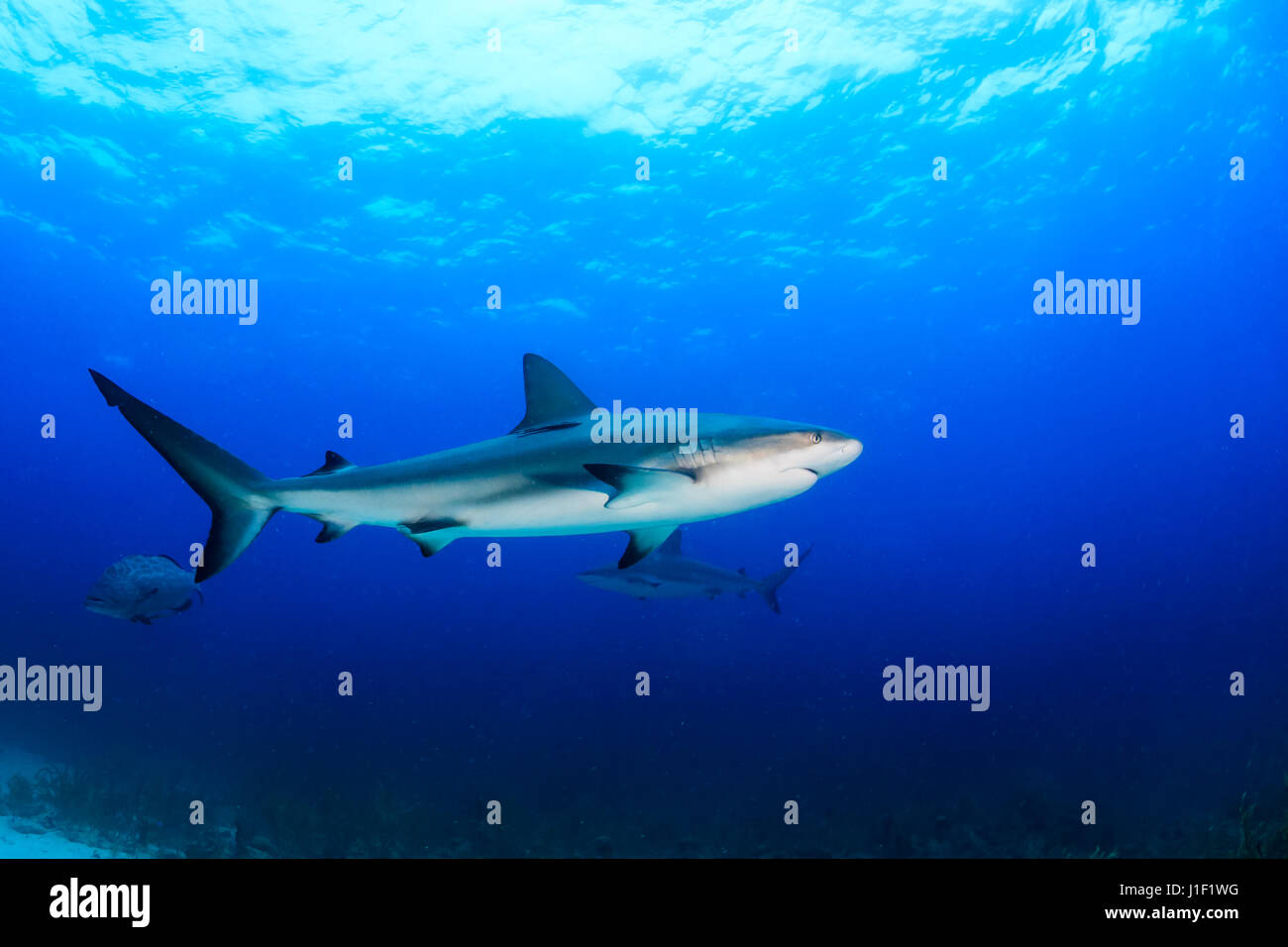 Reef sharks swimming in blue water Stock Photo - Alamy