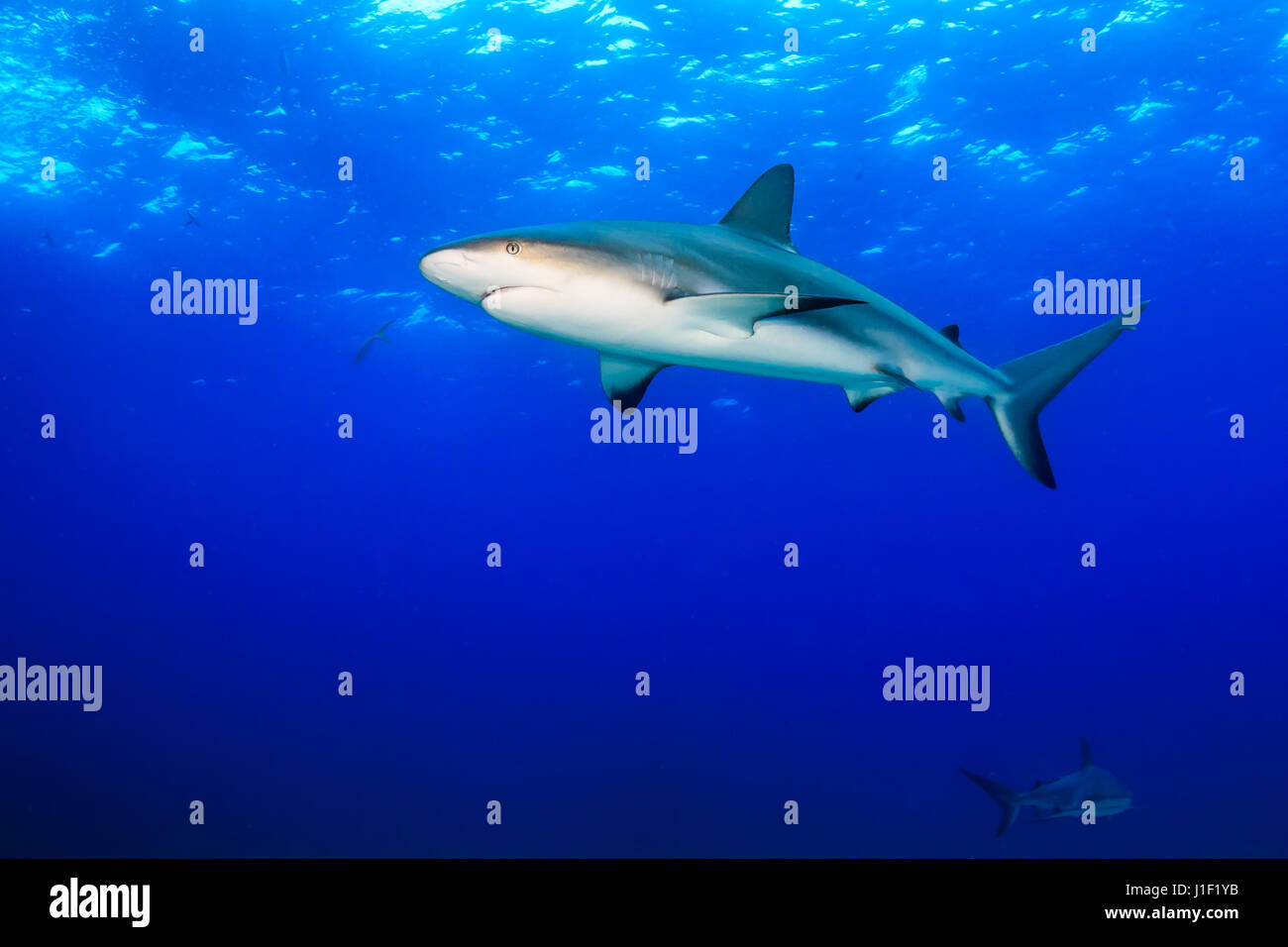 Caribbean Reef Sharks in Blue Water Stock Photo - Alamy