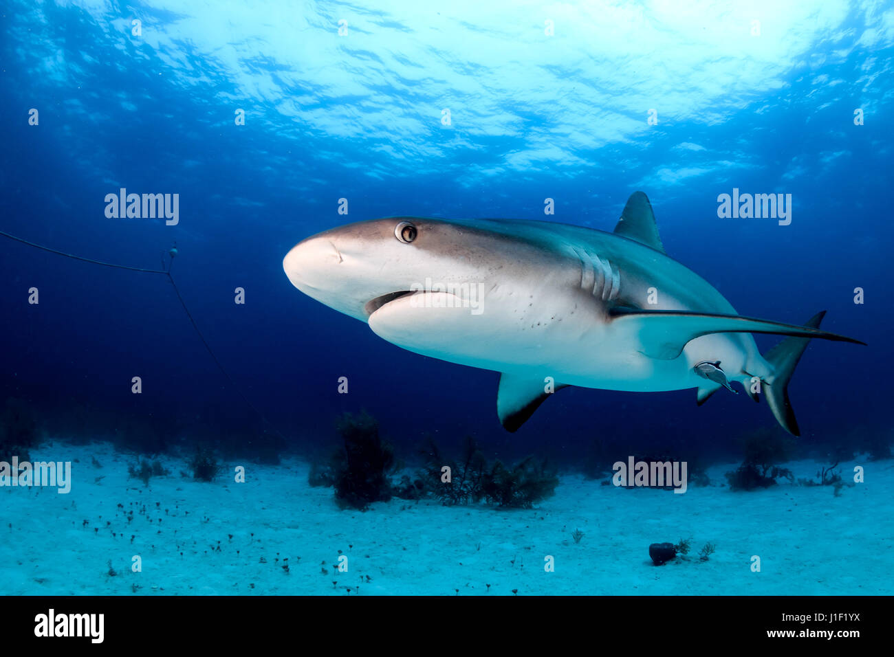 Reef shark swimming near the sea bed in a tropical ocean Stock Photo ...