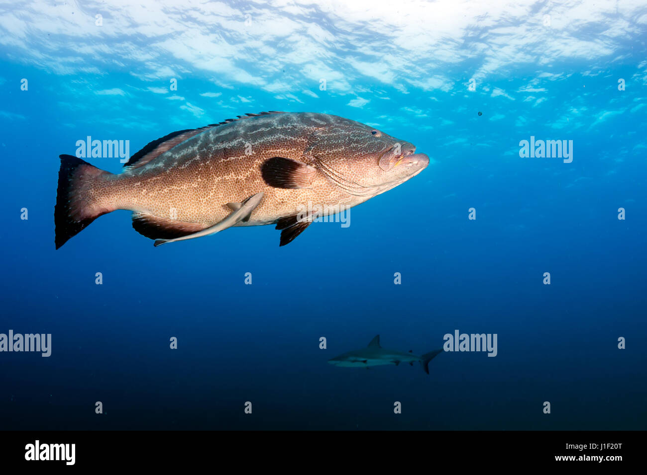Blue tooth grouper hi-res stock photography and images - Alamy