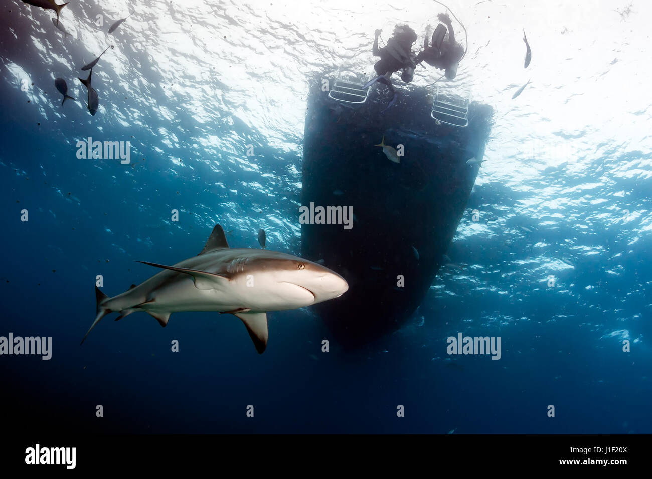 Circling a shark hi-res stock photography and images - Alamy