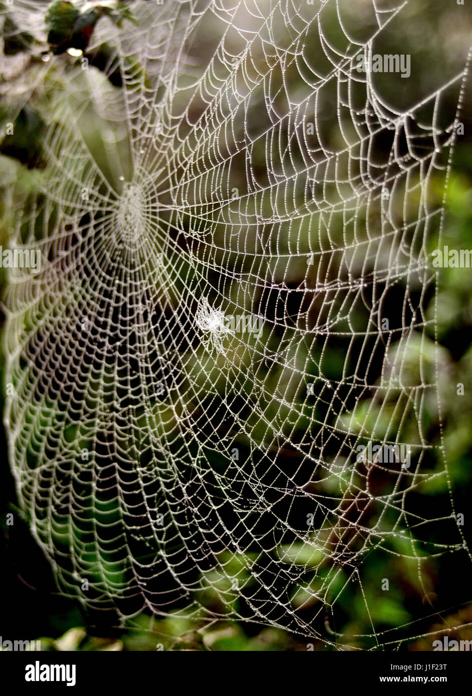 Cobweb ice frost hi-res stock photography and images - Alamy