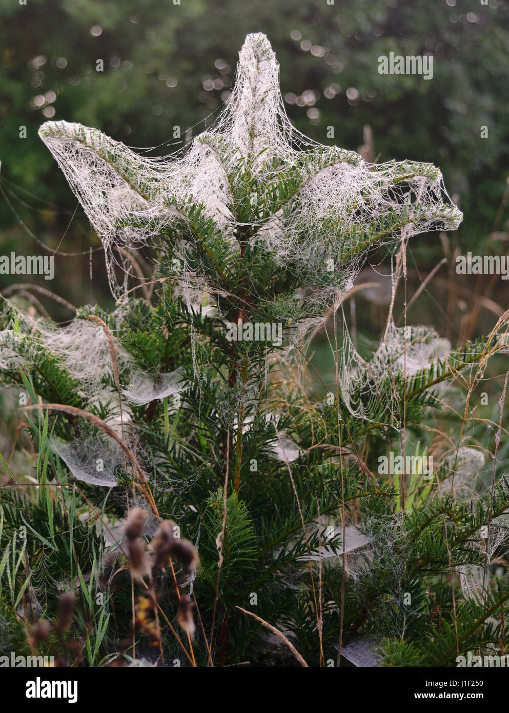 Cobwebs on a tree hi-res stock photography and images - Alamy