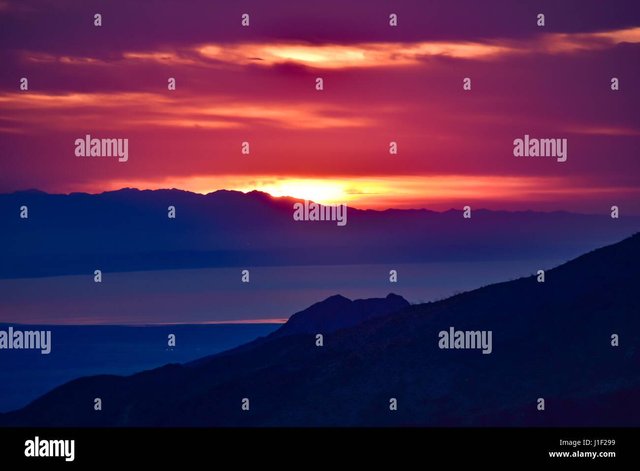 A desert flower about to bloom early morning Stock Photo - Alamy